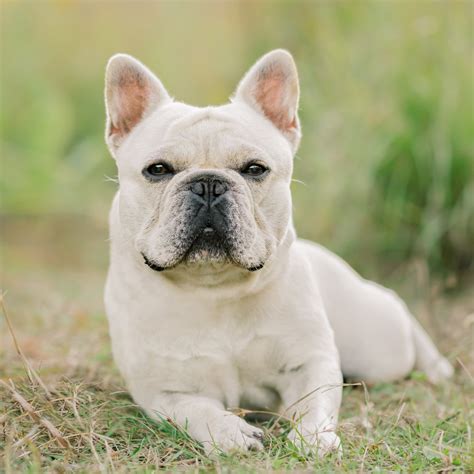 Kathy Van Guilder Animal Communicator