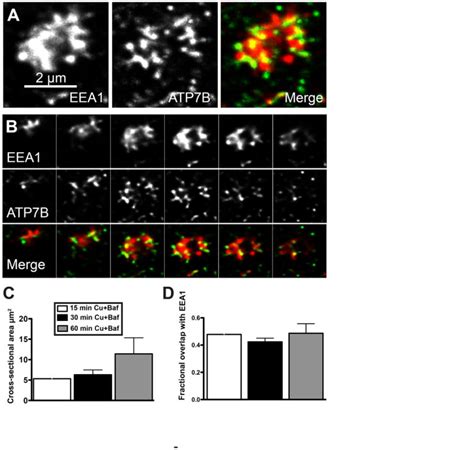 Copper Directs Atp7b To The Apical Domain Of Hepatic Cells Via