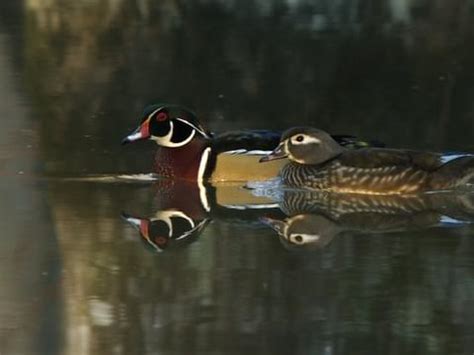 Male And Female Wood Duck