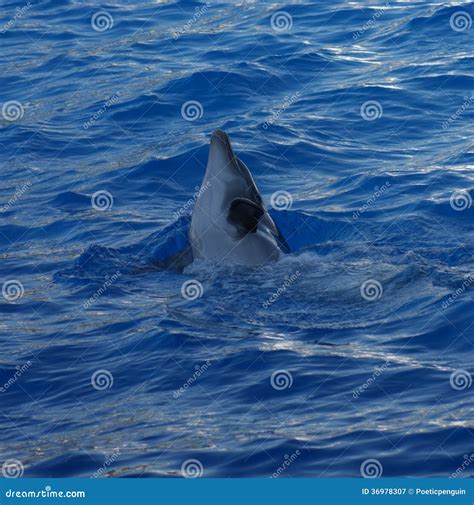 Common Bottlenose Dolphin Tursiops Truncatus Stock Image Image Of