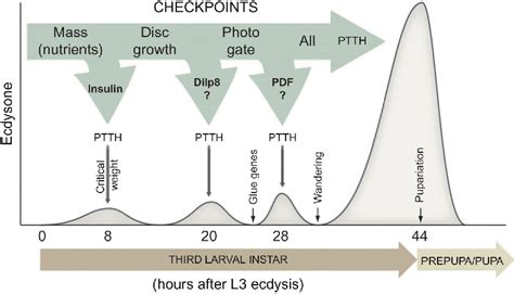 Figure 11 From Developmental Checkpoints And Feedback Circuits Time