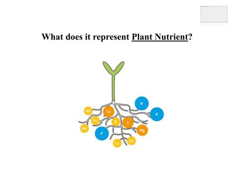 Classification And Role Of Plant Nutrients Roxana Madjar Pdf
