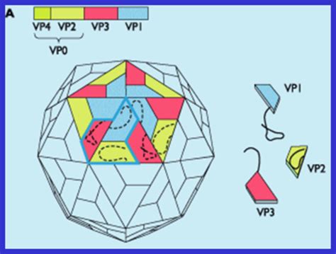 Magor 5 Polio Replication Flashcards Quizlet