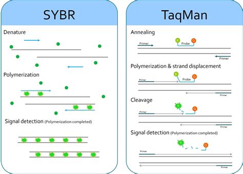 real time pcr rt pcr principle procedure and applications hot sex picture