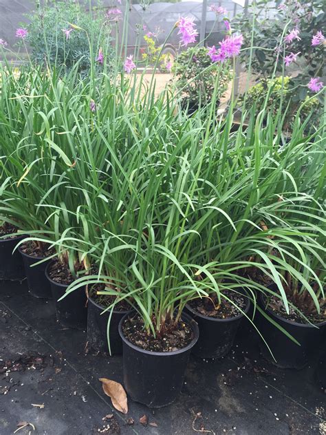 Society Garlic Michaelsnursery