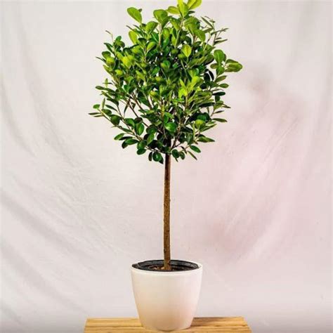 Ficus Moclame Ficus Microcarpa Daniella 2gall Grower Pot Etsy Denmark