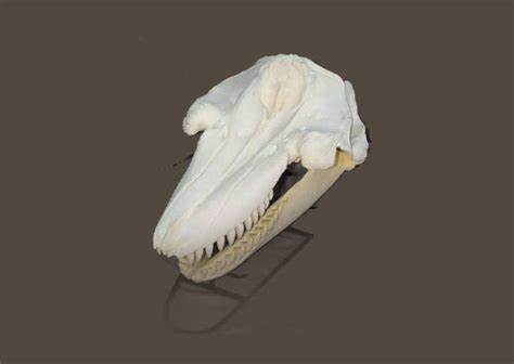 Killer Whale Skull Replica Skeletonsandskullssuperstore