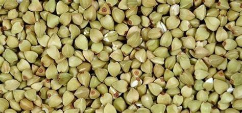 荞麦的功效与作用360新知