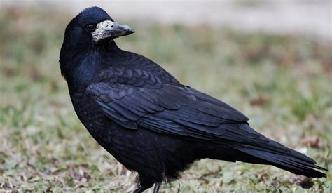 Rook Characteristics Habitat And Behaviour Birdwatching Uk