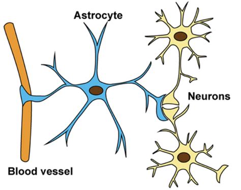 Dont Forget About The Stars In Your Brain Lions Talk Science