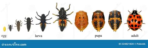 Stages Of The Ladybug Life Cycle Adult Ladybug Stock Image 135253789