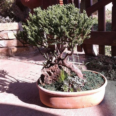 Rasadnik Cveca Goga I Dragan On Tumblr