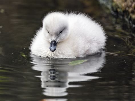Cute Black Necked Swan Chick This Was Really Cute To See A Flickr