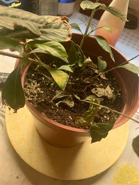 How To Treat Leaf Rot Disease On Cape Jasmine