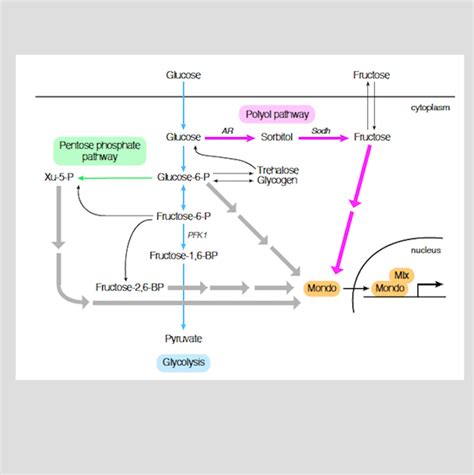 The Polyol Pathway Is A Crucial Glucose Sensor In Drosophila Prelights
