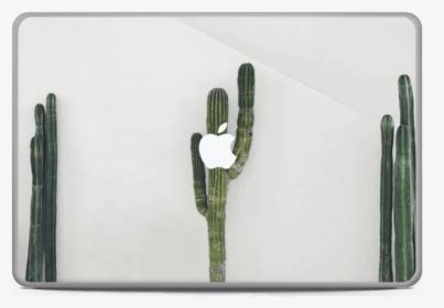 Mexican Cactus Skin Macbook Pro 13” 2016 San Pedro Cactus Hd Png