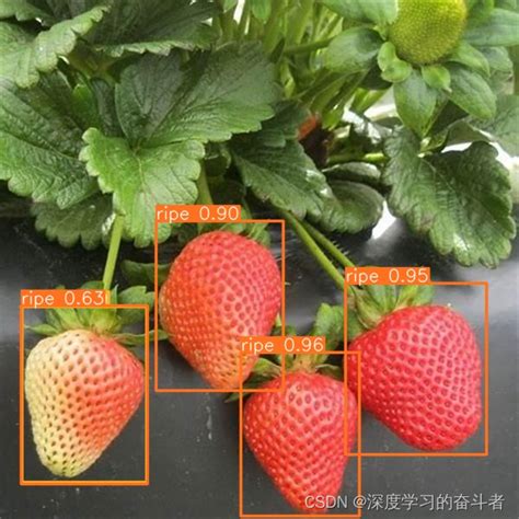 yolov8草莓及病害检测项目开发（python开发，带有训练模型，可以重新训练，并有pyqt5界面可视化） opecv bilili csdn博客