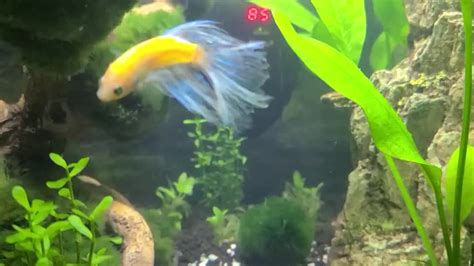 Betta Album On Imgur