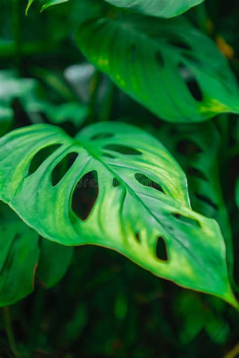 Green Monstera Deliciosa Leaves Known As Swiss Cheese Plant Split Leaf In The Rain Forest Stock