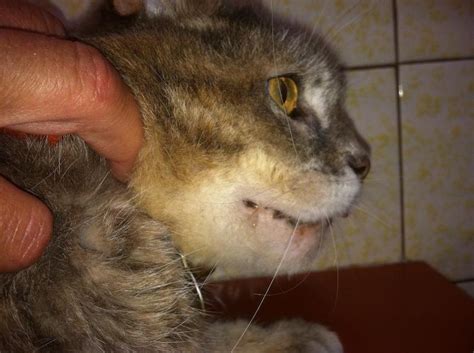 Imageoral Squamous Cell Carcinoma Involving The Mandible Cat Msd