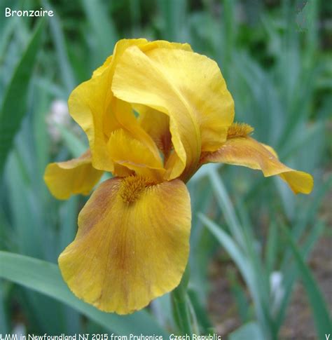 Bronzaire Historic Iris Preservation Society