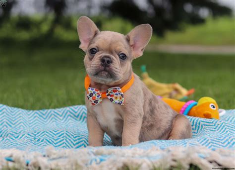 French Bulldog Mix Puppies For Sale Greenfield Puppies