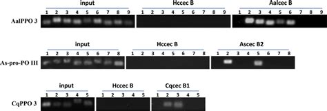 Dna Pull Down Assay Showing That Cecropin B Peptide Binds Directly To Download Scientific