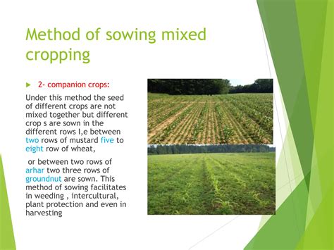 Mix Cropping And Injjcjfifififter Cropping Ppt Agriculture Industries