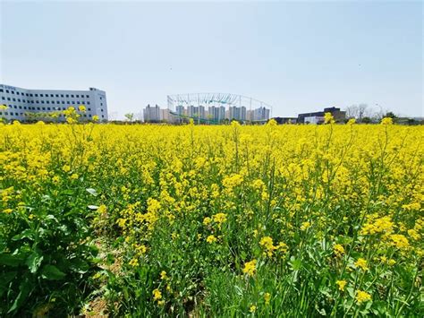 무안군 남악신도시 1만여 평 노란 물결 이뤄 아시아경제