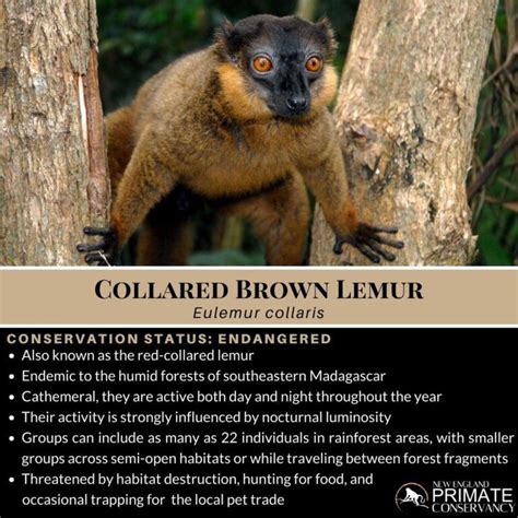 Collared Brown Lemur Eulemur Collaris New England Primate Conservancy