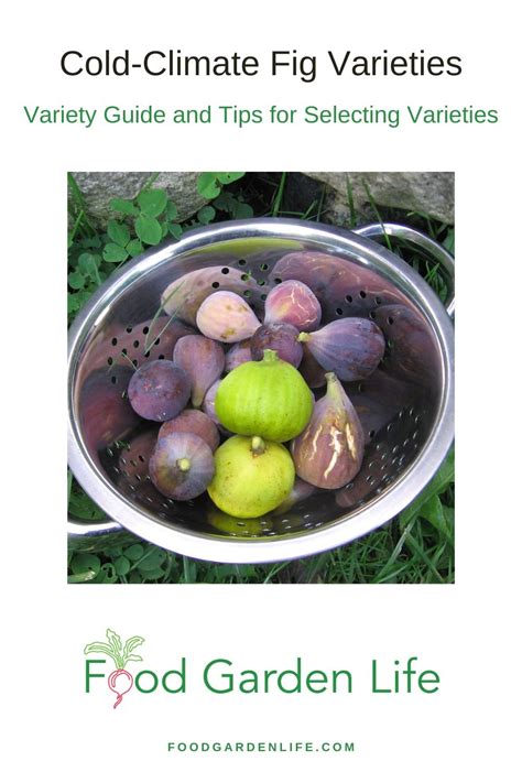 Fig Varieties