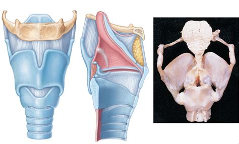Bio 269 Lab 13 Larynx Diagram Quizlet