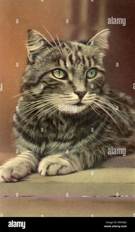 Classique Tabby Banque De Photographies Et Dimages à Haute Résolution