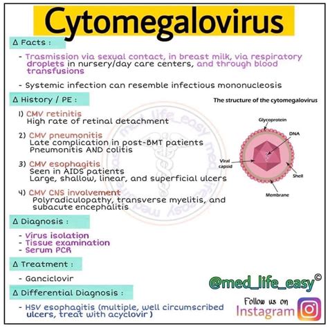 Cytomegalovirus Symptoms Treatments And Types Napjly