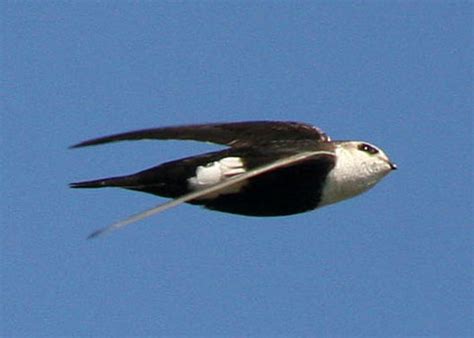 White Throated Swift Aeronautes Saxatalis