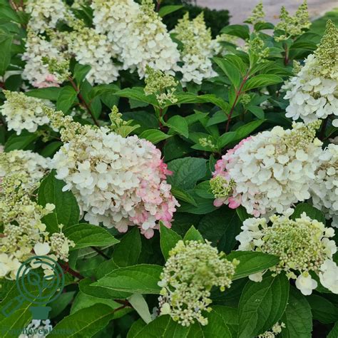 Hydrangea Paniculata ‘wims Red Find Haveplanter