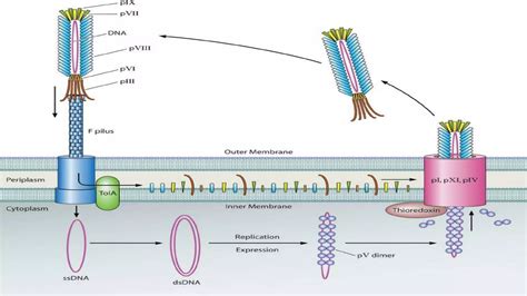 M13 Phage Pptx