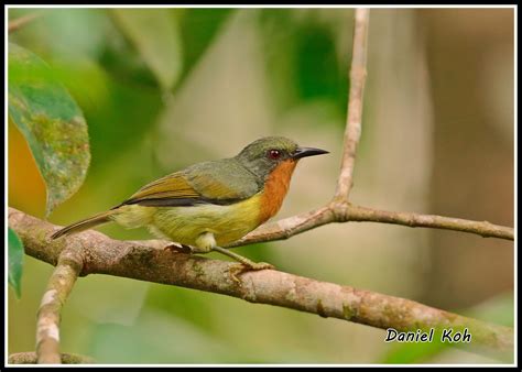Ruby Cheeked Sunbird Female Birds Of Singapore