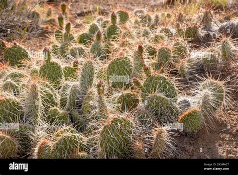 A Cluster Of Small Prickly Pear Cacti On The Ground In The High Deserts