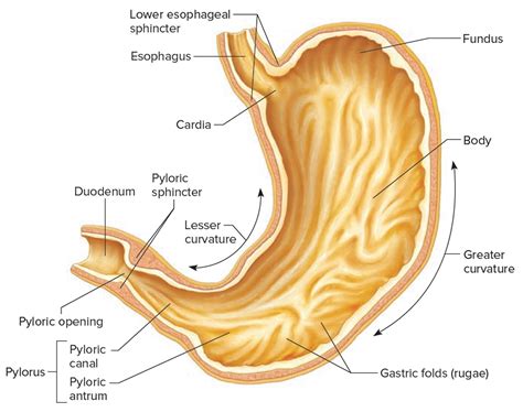 Parts Of The Stomach Anatomy System Human Body Anatomy Diagram And