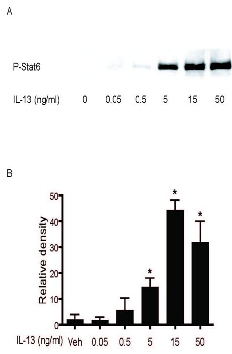 Concentration Dependent Effect Of Il 13 On Stat6 Phosphorylation Hasm Download Scientific