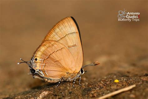 Rapala Pheretima Thai Butterfly Trips