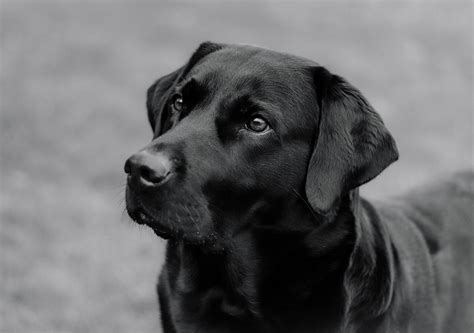 30000 Free Cute Labrador Photos And Labrador Images Pixabay