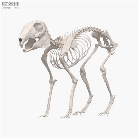 Rabbit Skeleton 3d Model Download Mammals On