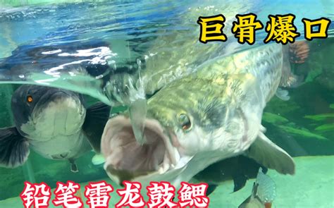 大铅笔鱼鼓鳃，这是要配对的节奏么 爱养鱼的龙龙 爱养鱼的龙龙 哔哩哔哩视频
