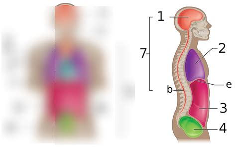 Anatomy Exam 1 Diagram Quizlet