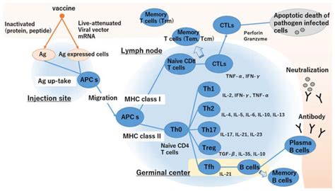 Current Vaccine Platforms In Enhancing T Cell Response