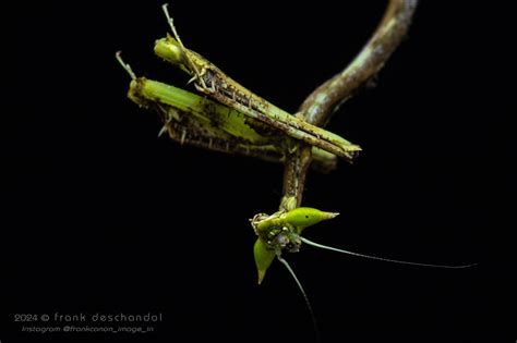 Immunoguy19 On Tumblr