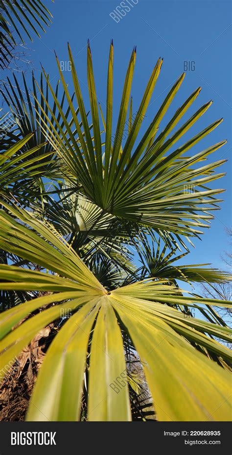 Palm Tree Arecaceae Image And Photo Free Trial Bigstock