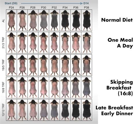 Intermittent Fasting May Cause Hair Loss Research Explained